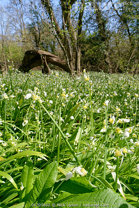 Stock photo of Few-flowered leek (Allium paradoxum) a highly invasive ...