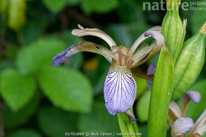 Stock photo of Stinking iris (Iris foetidissima) flowering on a ...