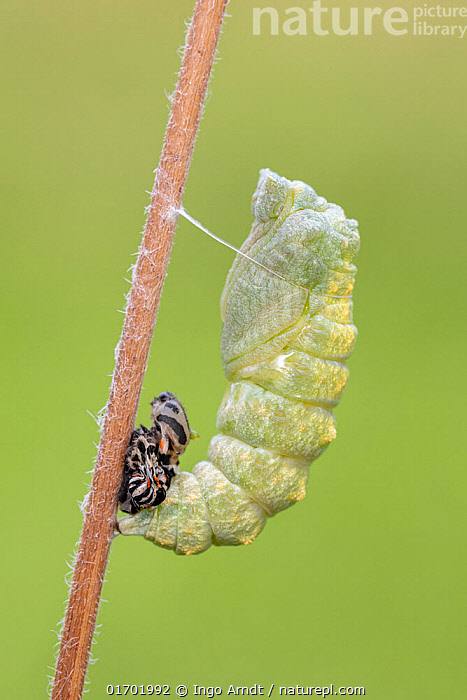 Stock photo of Swallowtail (Papilio machaon) caterpillar pupating ...