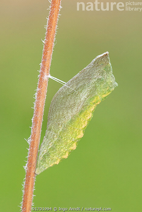 Stock photo of Swallowtail (Papilio machaon) caterpillar pupating ...