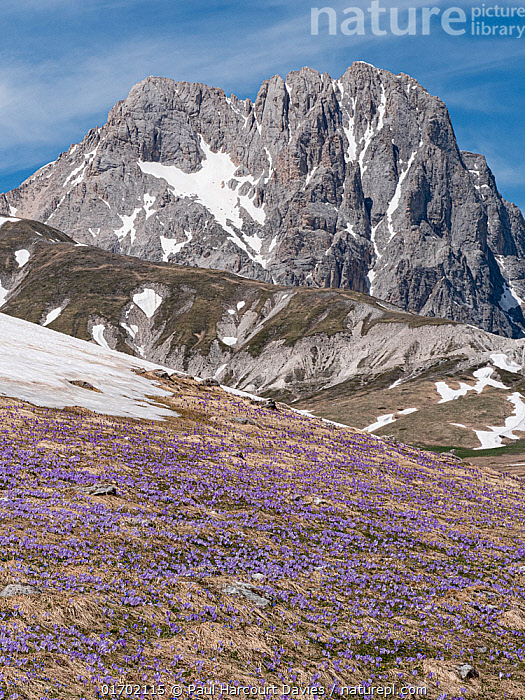 Stock photo of Neapolitan crocus (Crocus neapolitanus) in flower on ...