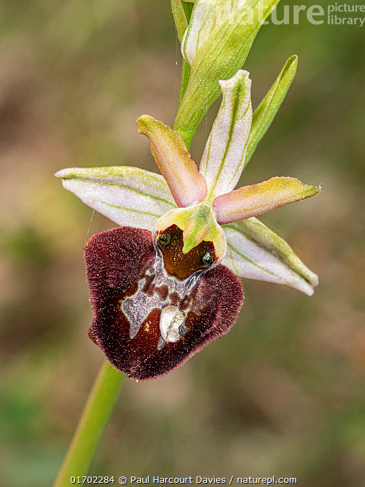Stock photo of Hybrid orchid (Ophrys passionis majellensis) in flower ...