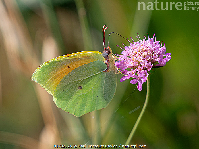 Stock photo of Cleopatra butterfly (Gonepteryx cleopatra) male ...
