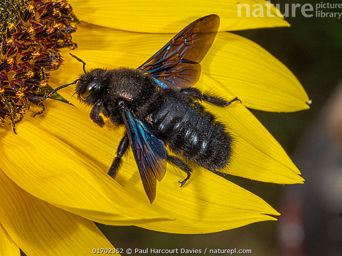 Stock photo of Violet carpenter bee (Xylocopa violacea) resting on a ...