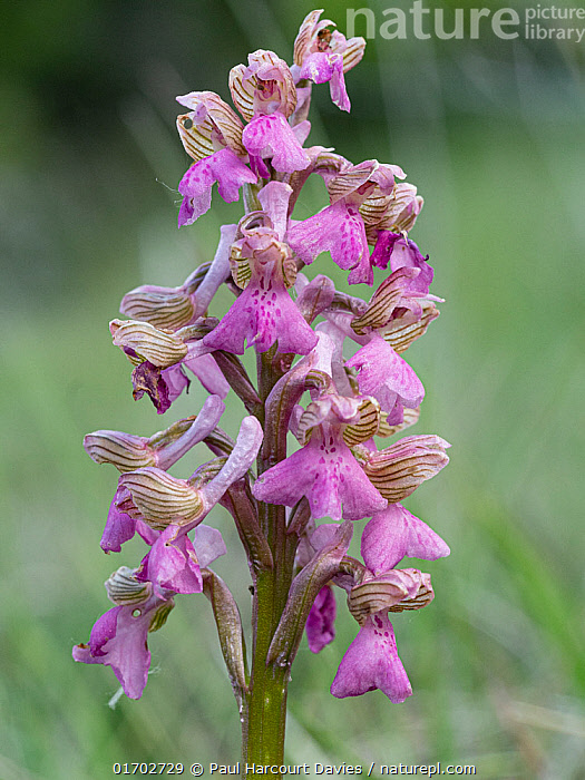 Stock photo of Green-winged orchid ( Orchis morio) in flower, Umbria ...