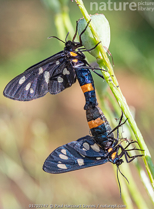 Stock photo of Pair of Nine-spotted moths (Amata phegea) mating ...