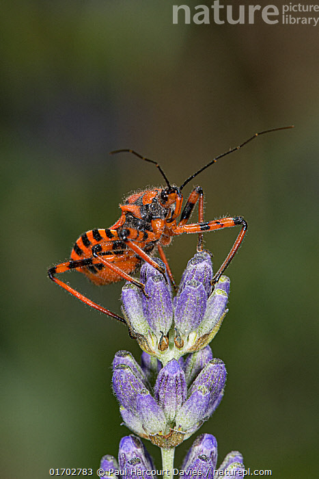 Stock photo of Assassin bug (Rhinocoris iracundus) resting on tip of ...