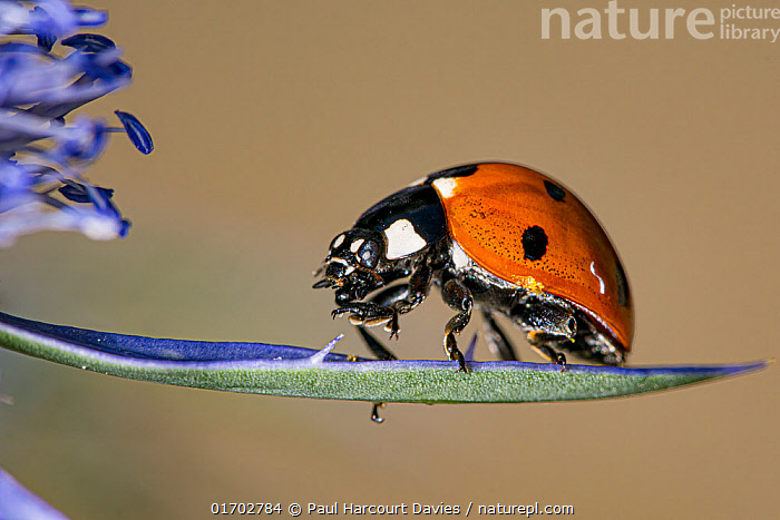 Stock photo of 7-spot ladybird (Coccinella 7-punctata) balancing on ...
