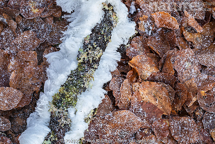 Stock photo of Hair ice formed around fungus (Exidiopsis effusaon) on ...