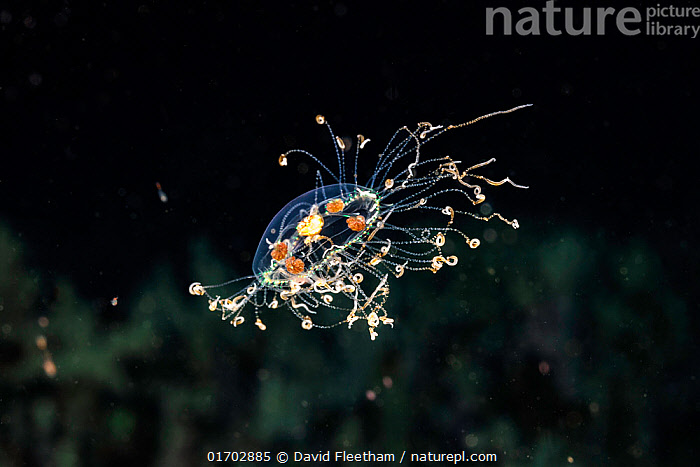 Stock photo of Clinging jellyfish (Gonionemus vertens) close up at ...