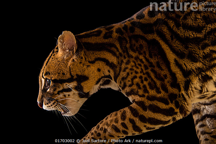 Stock photo of Southern Brazilian ocelot (Leopardus pardalis mitis) walking, portrait ...