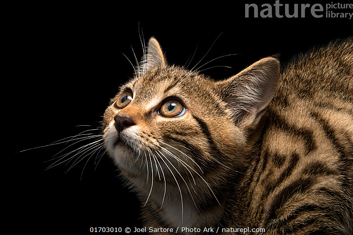 Stock photo of Scottish wildcat (Felis silvestris grampia) head ...