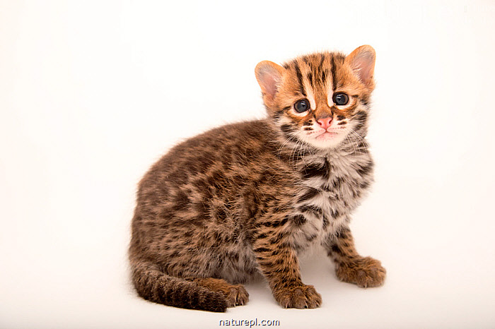 Chinese kitten store
