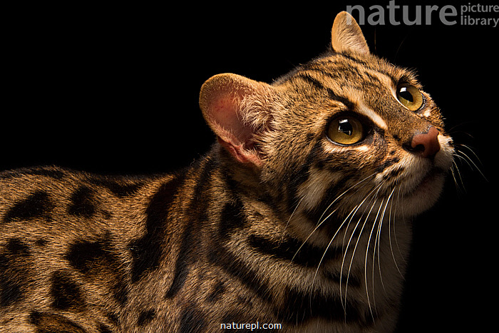 Stock photo of Asian leopard cat (Prionailurus bengalensis) head ...