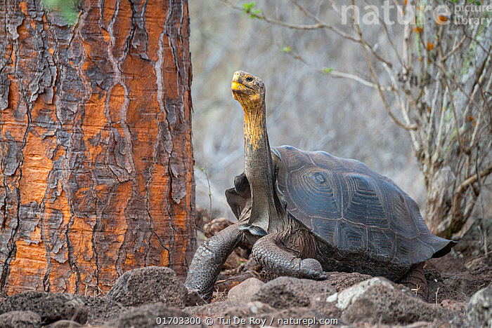Stock photo of Espanola giant Galapagos tortoise (Chelonoidis hoodensis ...