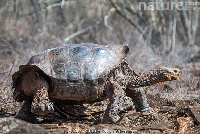 Stock photo of Espanola giant Galapagos tortoise (Chelonoidis hoodensis ...