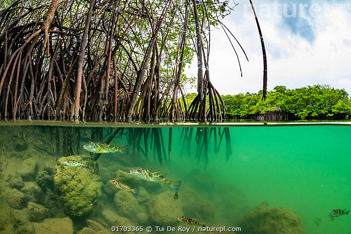 Stock photo of Split level view of mangrove habitat, pupping ground for ...