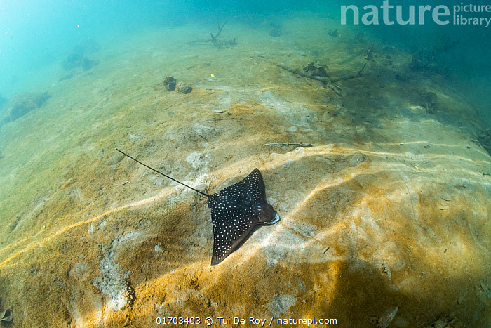 Stock photo of Spotted eagle ray (Aetobatus narinari) resting in mangrove inlet, Venecia ...
