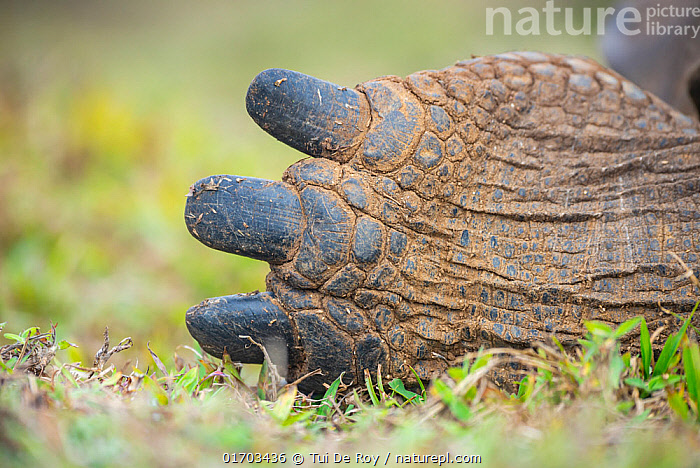 Stock photo of Detail of hind toes of Alcedo giant tortoise ...