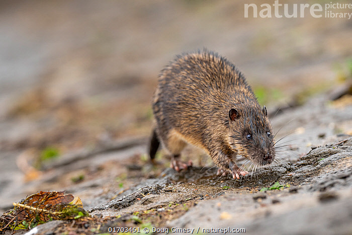 Stock photo of A Rakali, aka water-rat, (Hydromys chrysogaster) on the ...