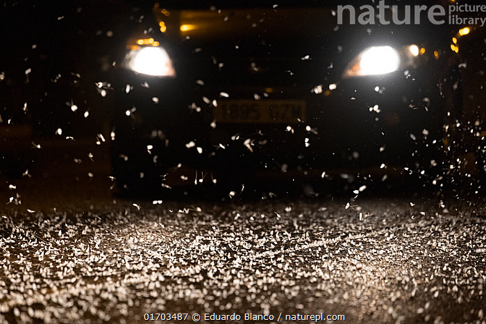 Stock photo of Vast swarm of Mayfly (Ephoron virgo) emerging at the end ...