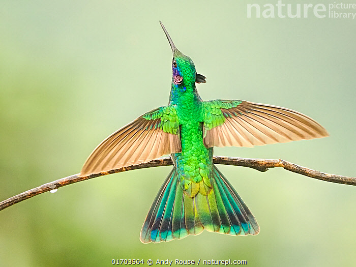 Stock photo of Sparkling violetear hummingbird (Colibri coruscans) male ...
