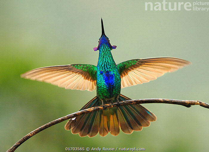 Stock photo of Sparkling violetear hummingbird (Colibri coruscans) male ...