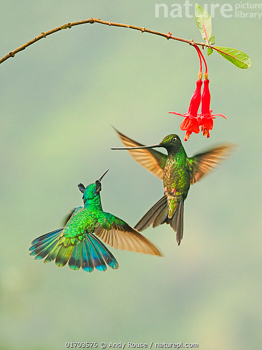 Stock photo of Sparkling violetear hummingbird (Colibri coruscans) in ...