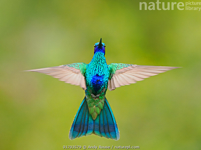 Stock photo of Male Sparkling violetear hummingbird (Colibri coruscans ...