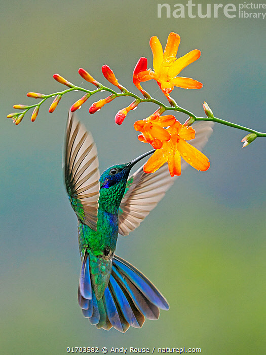 Stock photo of RF - Sparkling violetear hummingbird (Colibri coruscans ...