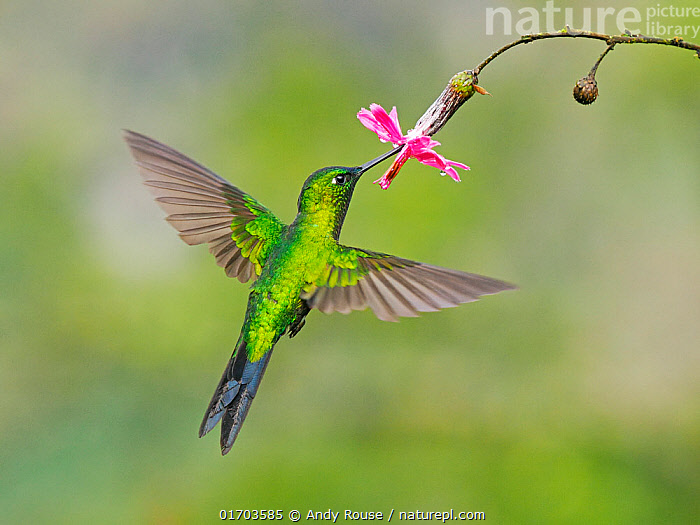 Stock photo of Sapphire-vented puffleg hummingbird (Eriocnemis luciani ...