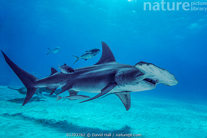 Blue Hammerhead Shark Scalloped Hammerhead Shark, Sphyrna Lewini, Wolf