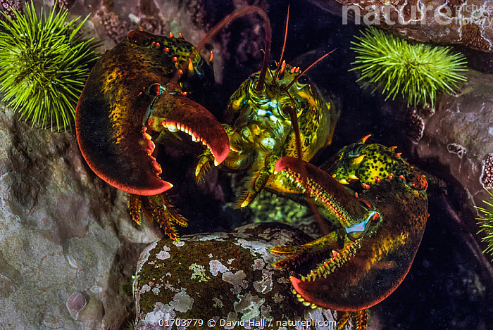 Stock photo of American lobster (Homarus americanus) with one larger ...