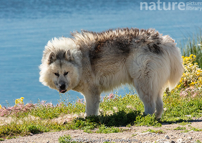 Stock photo of Canadian Eskimo dog / Canadian Inuit dog portrait. A ...