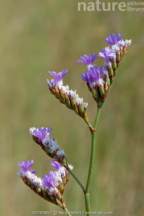 Stock photo of Rock sea lavender (Limonium binervosum) flowering in ...