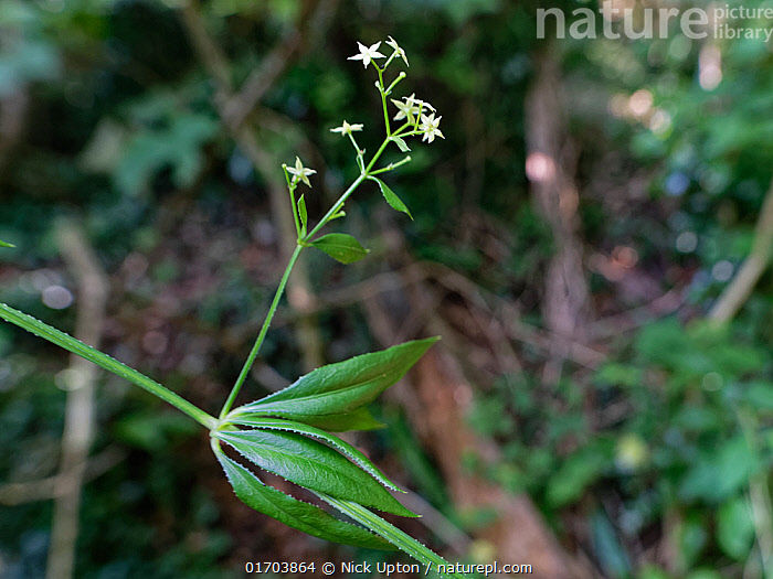 Stock photo of Wild madder (Rubia peregrina) flowering on prickly ...