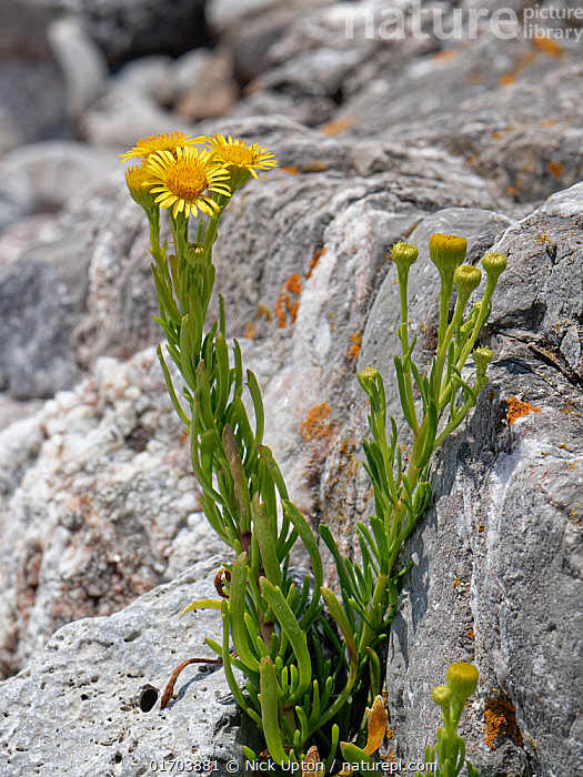 Stock photo of Golden samphire (Inula crithmoides) flowering among ...