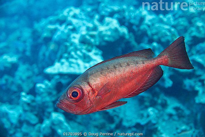 Stock photo of Hawaiian bigeye (Priacanthus meeki) red color phase ...