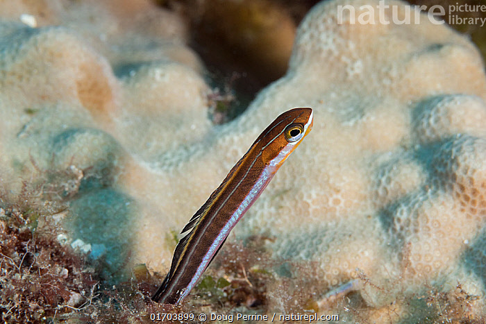 Stock photo of Gosline's fang blenny / Biting blenny (Plagiotremus ...