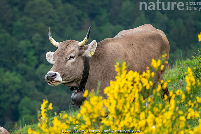 Stock photo of Brown Swiss cow with Spanish broom / Weaver's broom ...