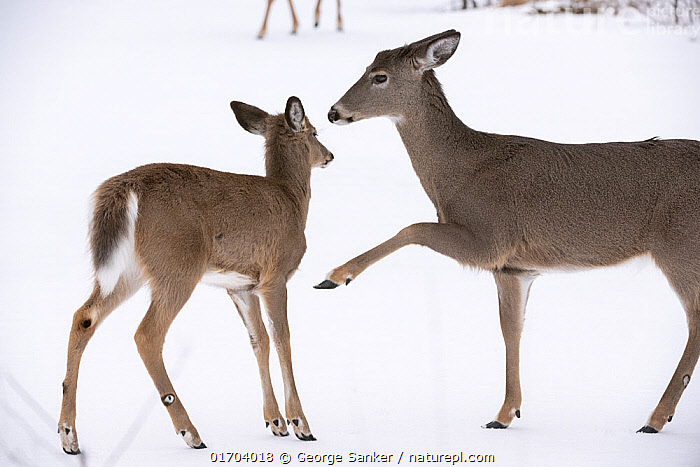 Stock photo of White-tailed deer (Odocoileus virginianus) female with ...
