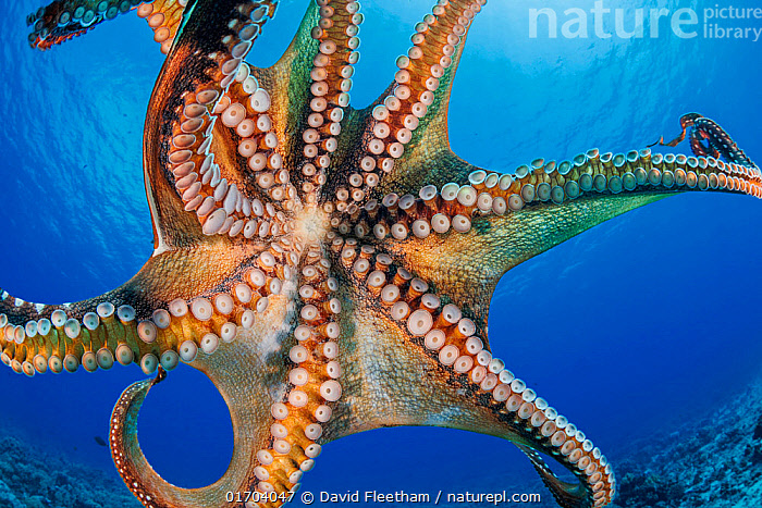 Stock photo of Day octopus (Octopus cyanea) ventral view, detail of ...