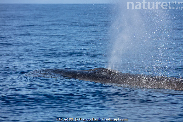 Stock photo of Sei whale (Balaenoptera borealis) blowing at sea surface ...