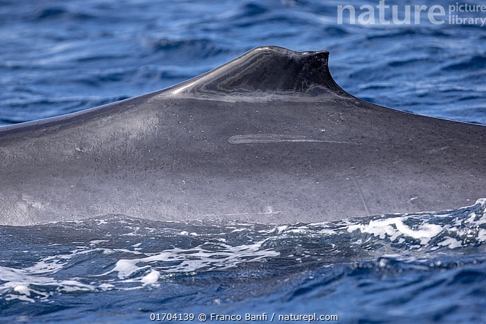 Stock photo of Damaged dorsal fin of Fin whale (Balaenoptera physalus ...