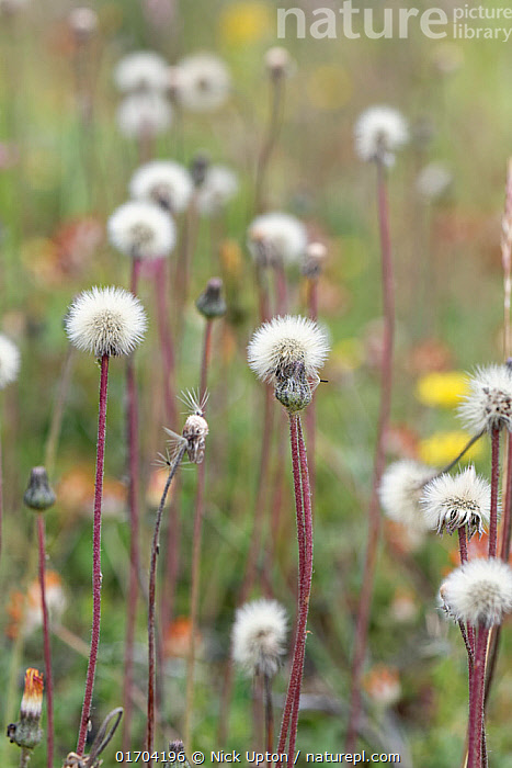 Stock photo of Lesser hawkbit (Leontodon saxatilis) seedheads growing ...
