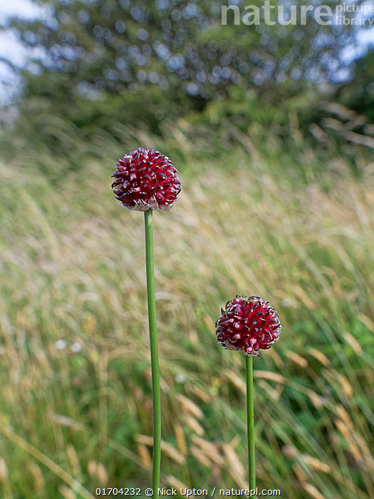 Stock photo of Crow garlic (Allium vineale) flowering in coastal sand ...