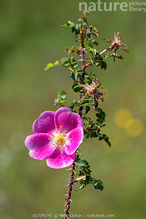 Stock photo of Burnet rose (Rosa pimpinellifolia), pink form, flowering ...