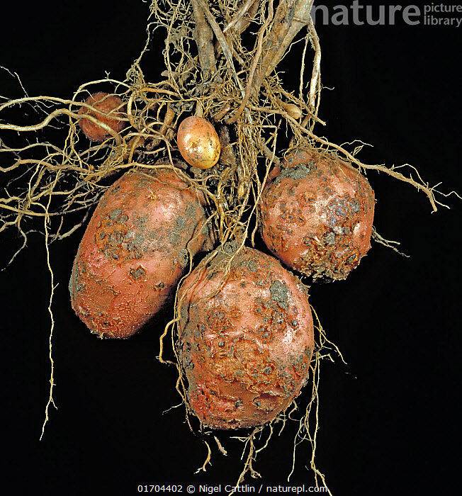 Stock photo of Skin blemishes, warts and lesions caused by Common scab ...