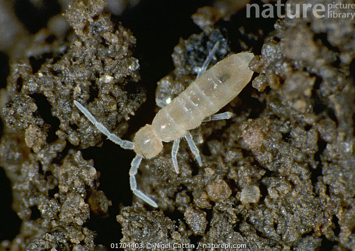 Stock photo of Springtail (Collembola sp.) close up of a typical adult ...