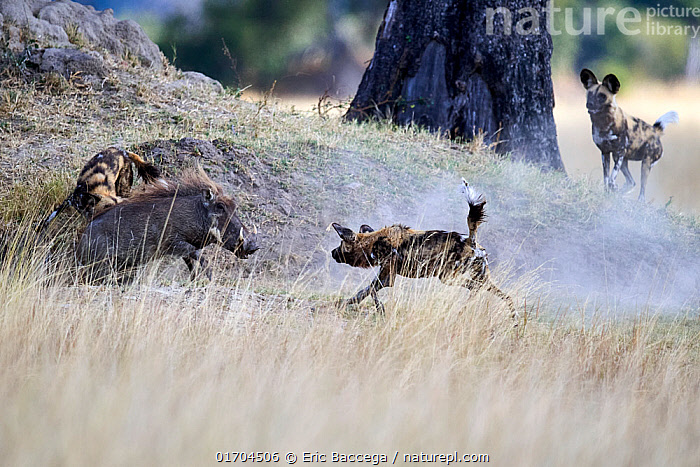 Wild Dogs Hunting